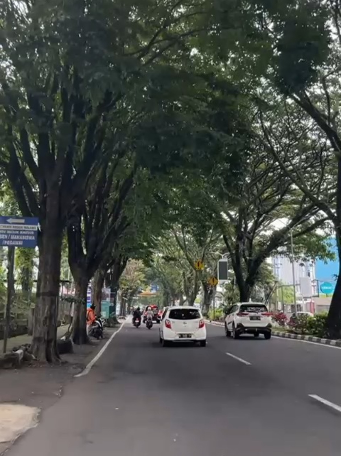 Proyek Penanggulangan Banjir, 147 Pohon Sepanjang Suhat Kota Malang ...